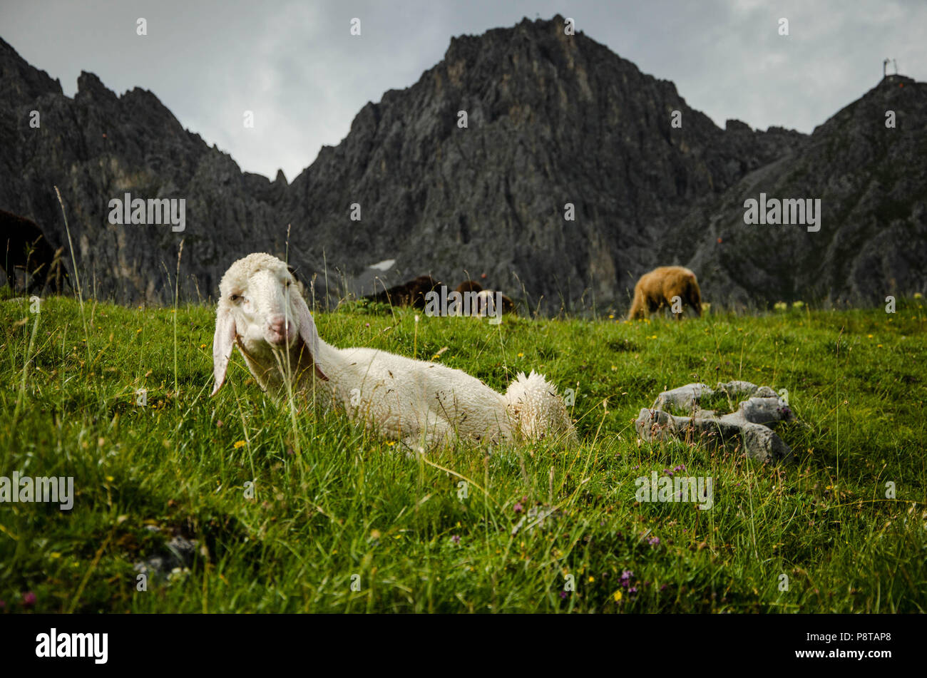 Hoofedanimals hi-res stock photography and images - Alamy