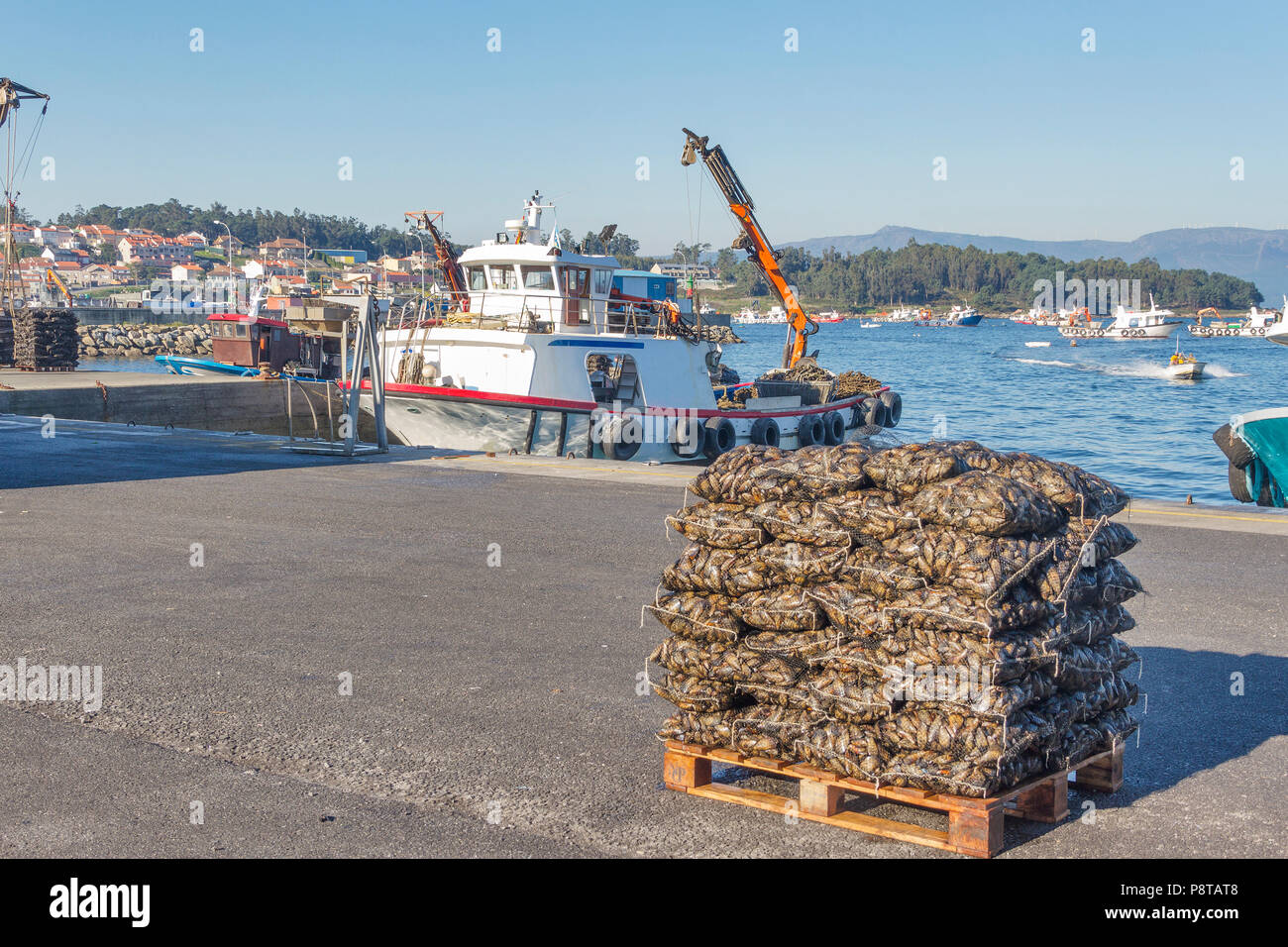 Harvested mussel bags and aquaculture boat on Xufre dock, Arousa Island ...