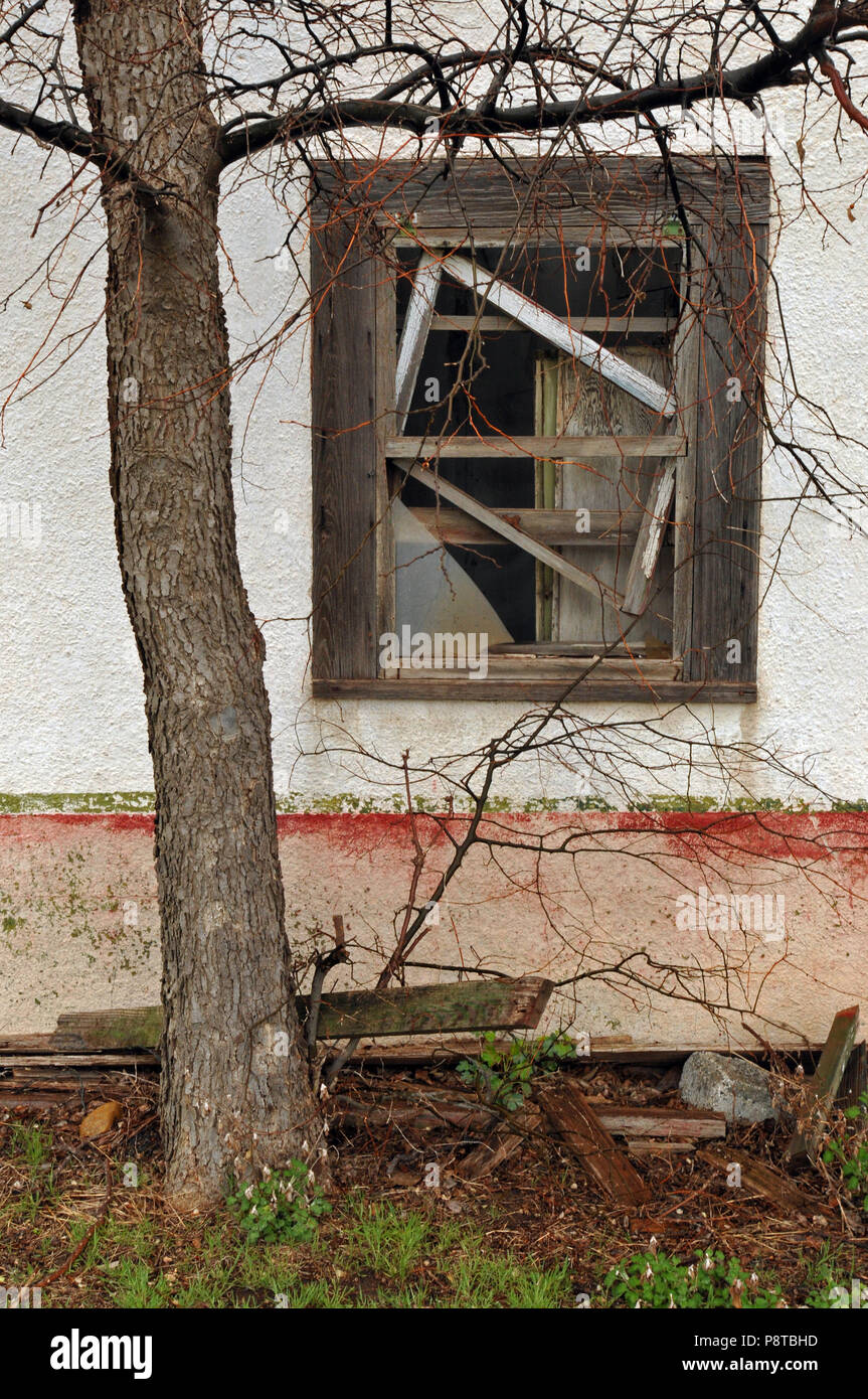 A tree grows beside the weathered wooden window frame of an abandoned ...