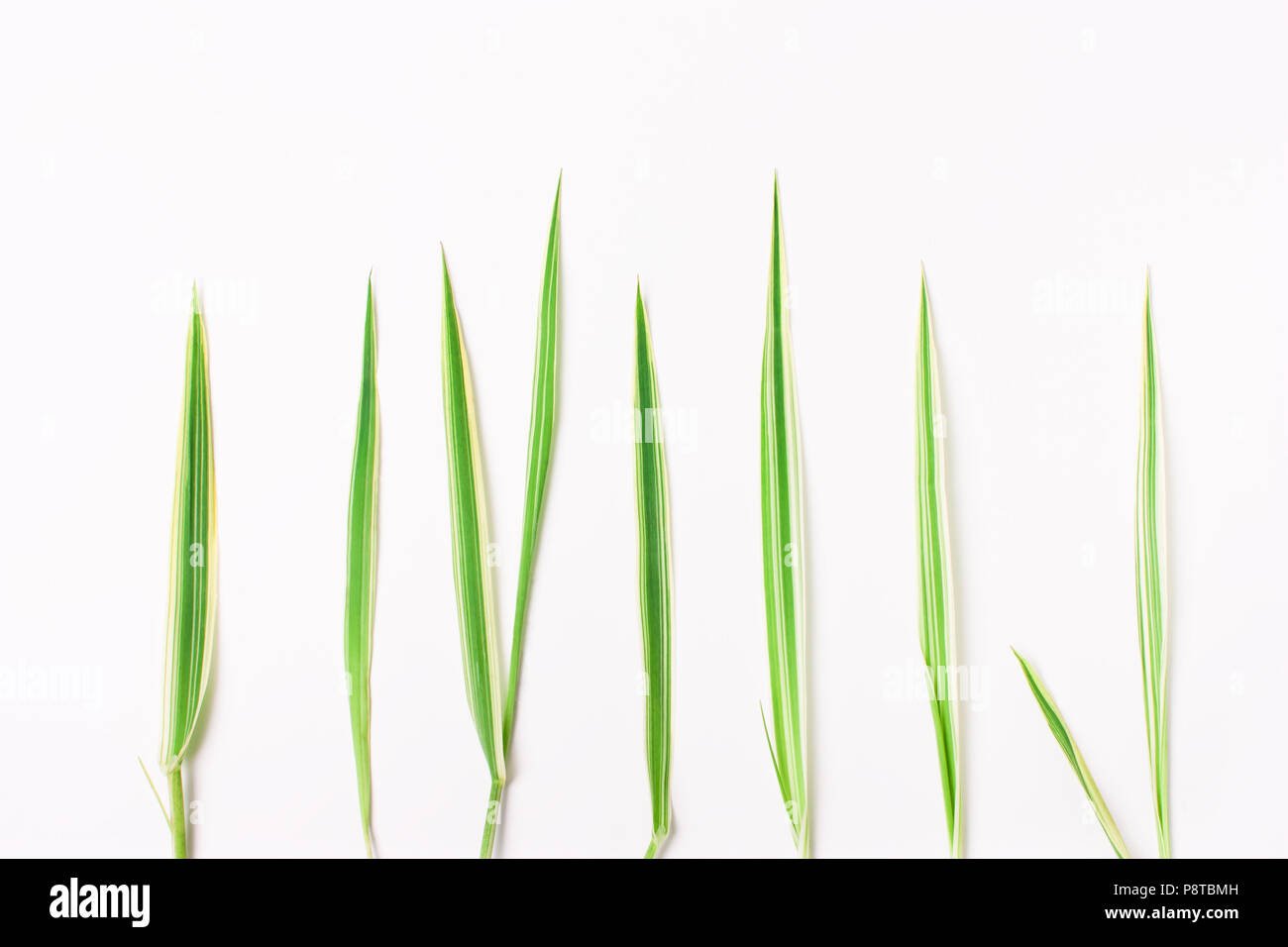 Green grass in a row on a white background. Minimal natural concept ...