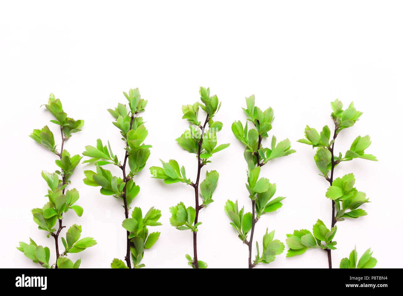Branches with leaves of a tree, a bush, plants in a row. natural ...