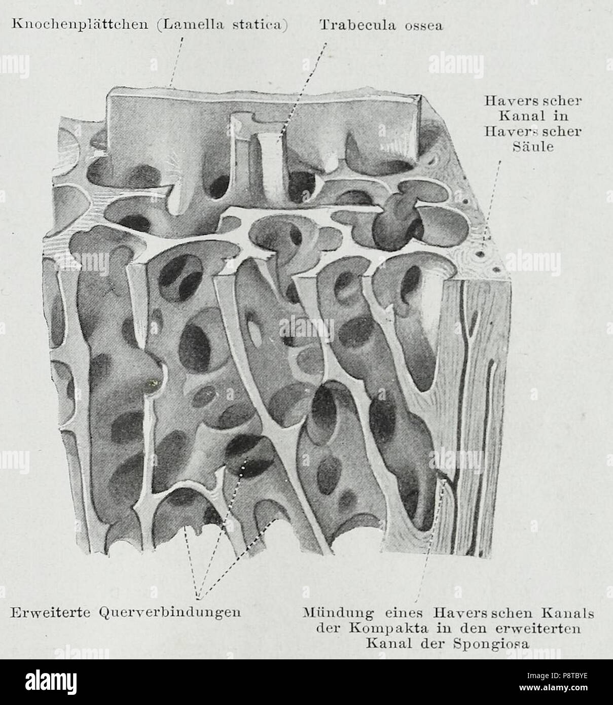 1921 31 hi-res stock photography and images - Alamy