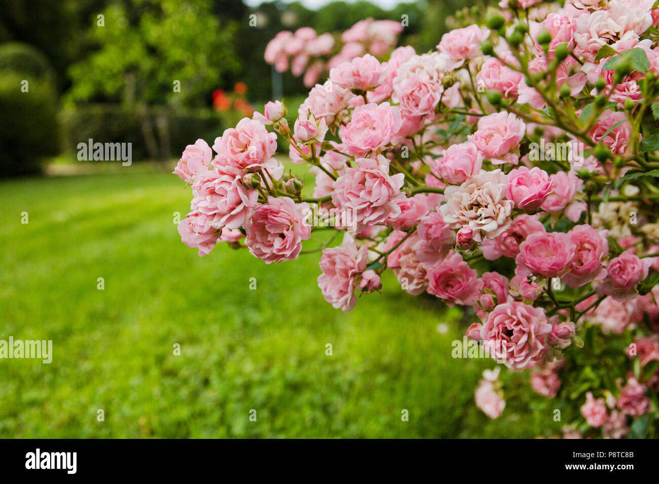 pink rose bushes blooming in the garden in the summer Stock Photo - Alamy