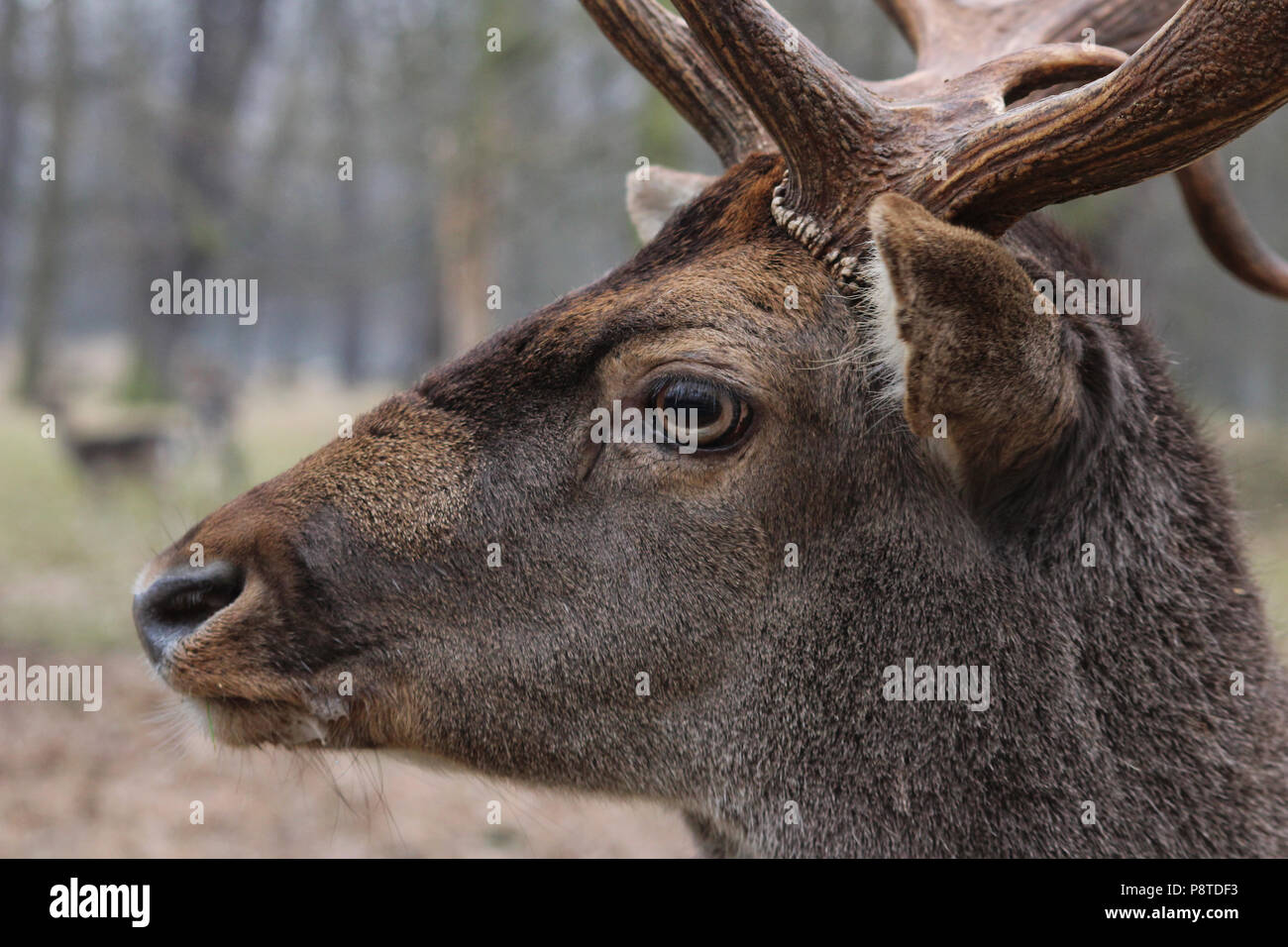 Johnny deer photography hi-res stock photography and images - Alamy