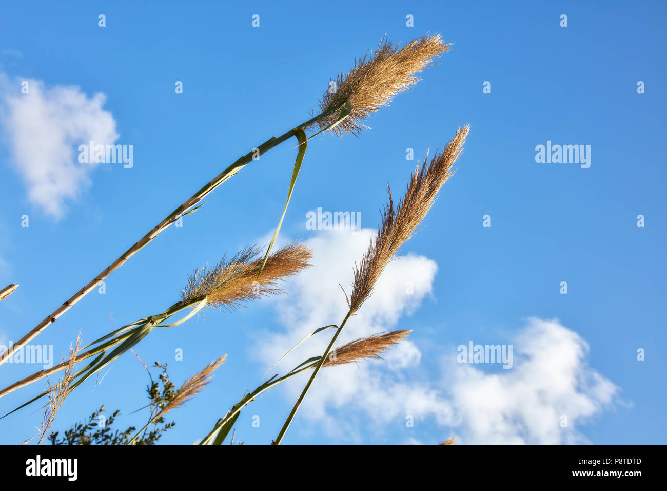 Reed plant and blue sky background with clouds. Close up detail view ...