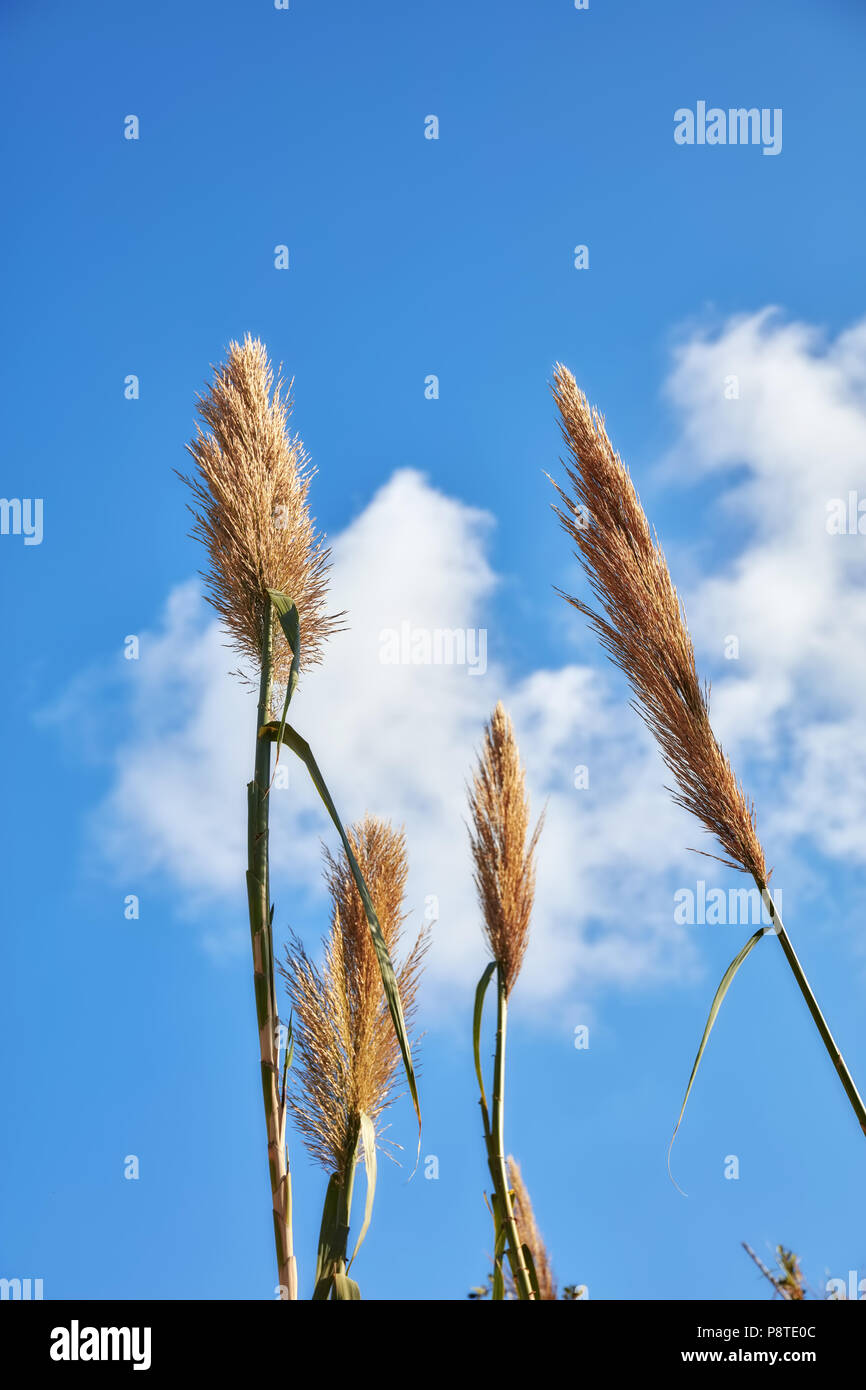 Reed plant and blue sky background with clouds. Close up detail view ...