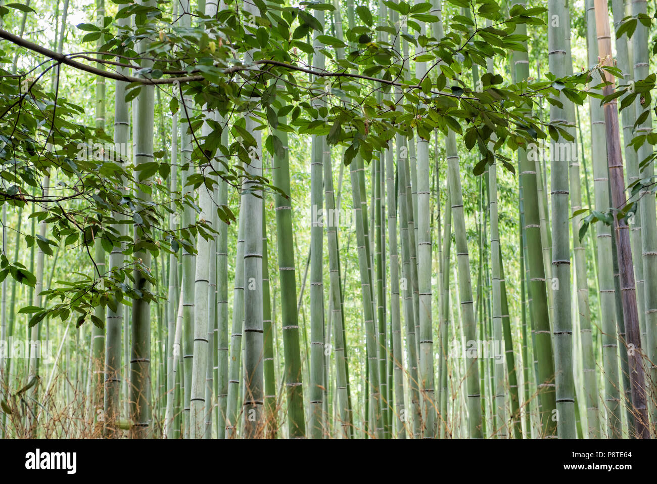 Sagano Bamboo Forest in Arashiyama, Japan Stock Photo - Alamy