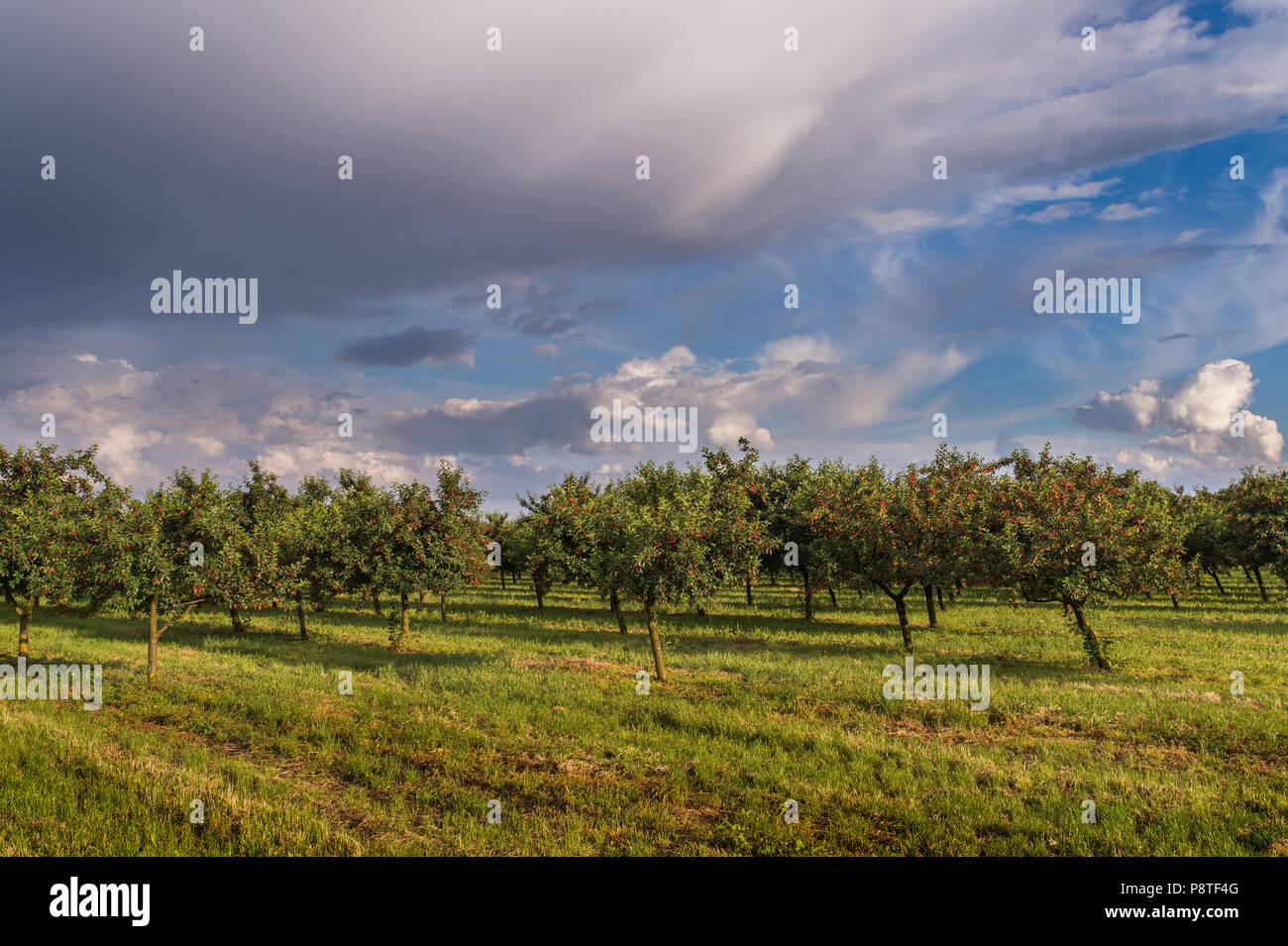 Orchard sun hi-res stock photography and images - Alamy