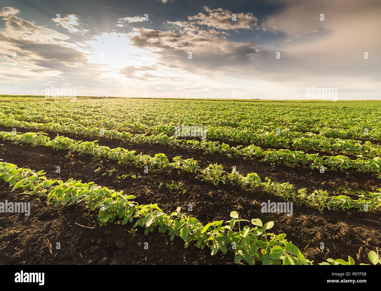 Soybean Field Rows in sunset Stock Photo - Alamy