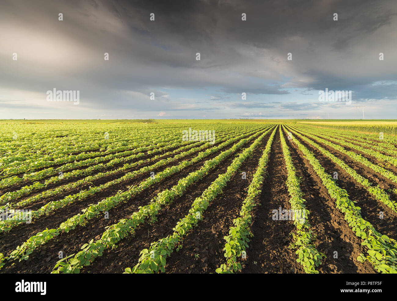 Soybean Field Rows in sunset Stock Photo - Alamy