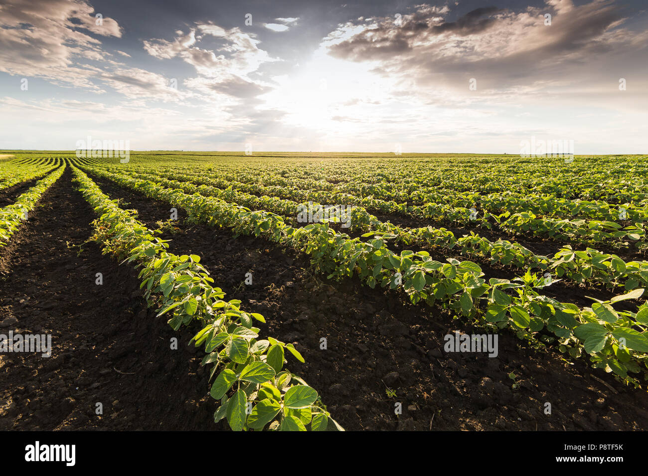 Soybean Field Rows in sunset Stock Photo - Alamy