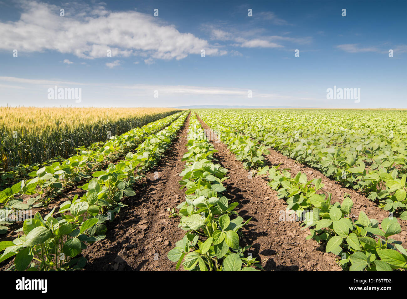 Soybean Field Rows in morning Stock Photo - Alamy