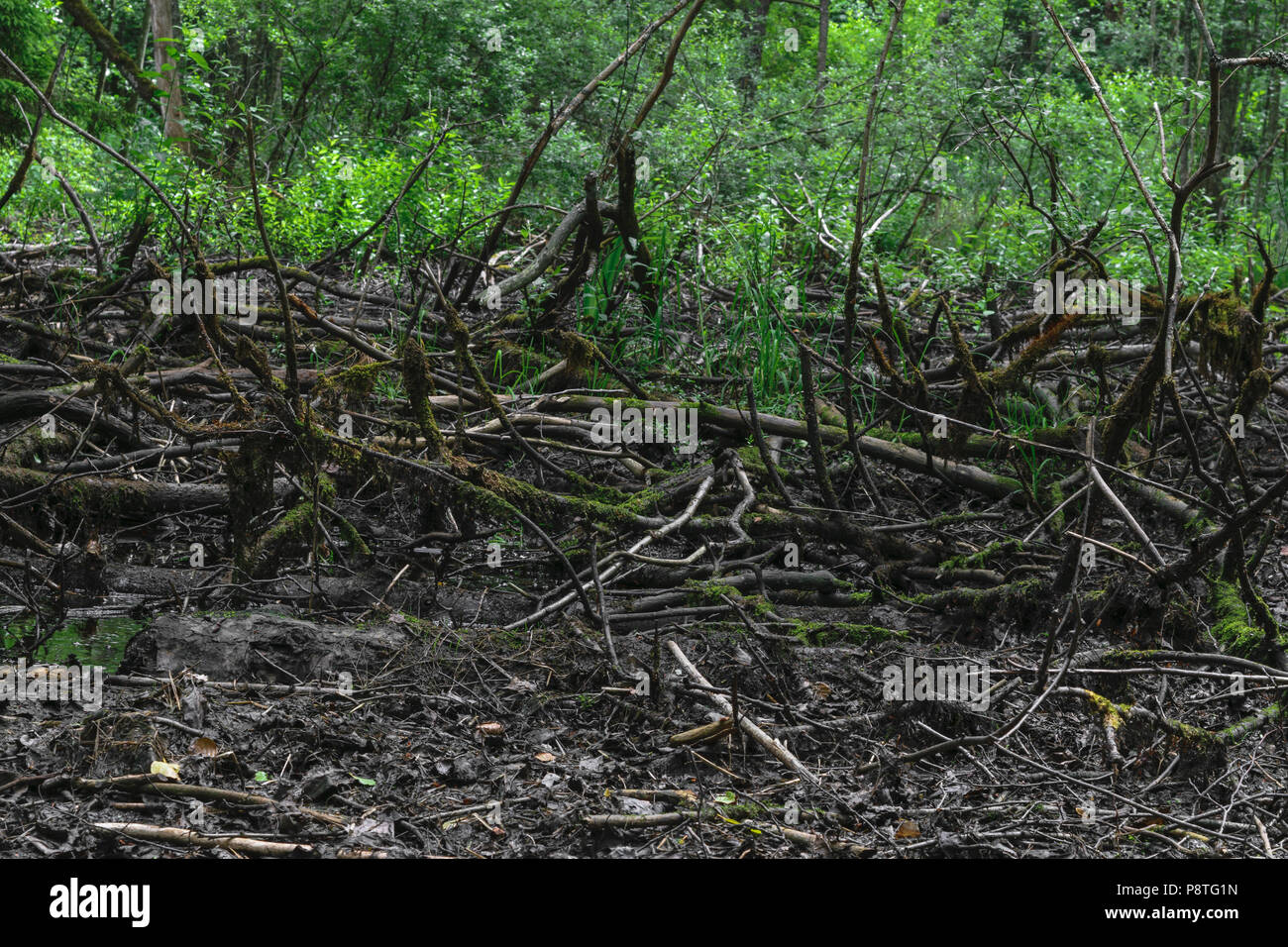 Dried marsh with old black color tree branches with moss lying on the ...