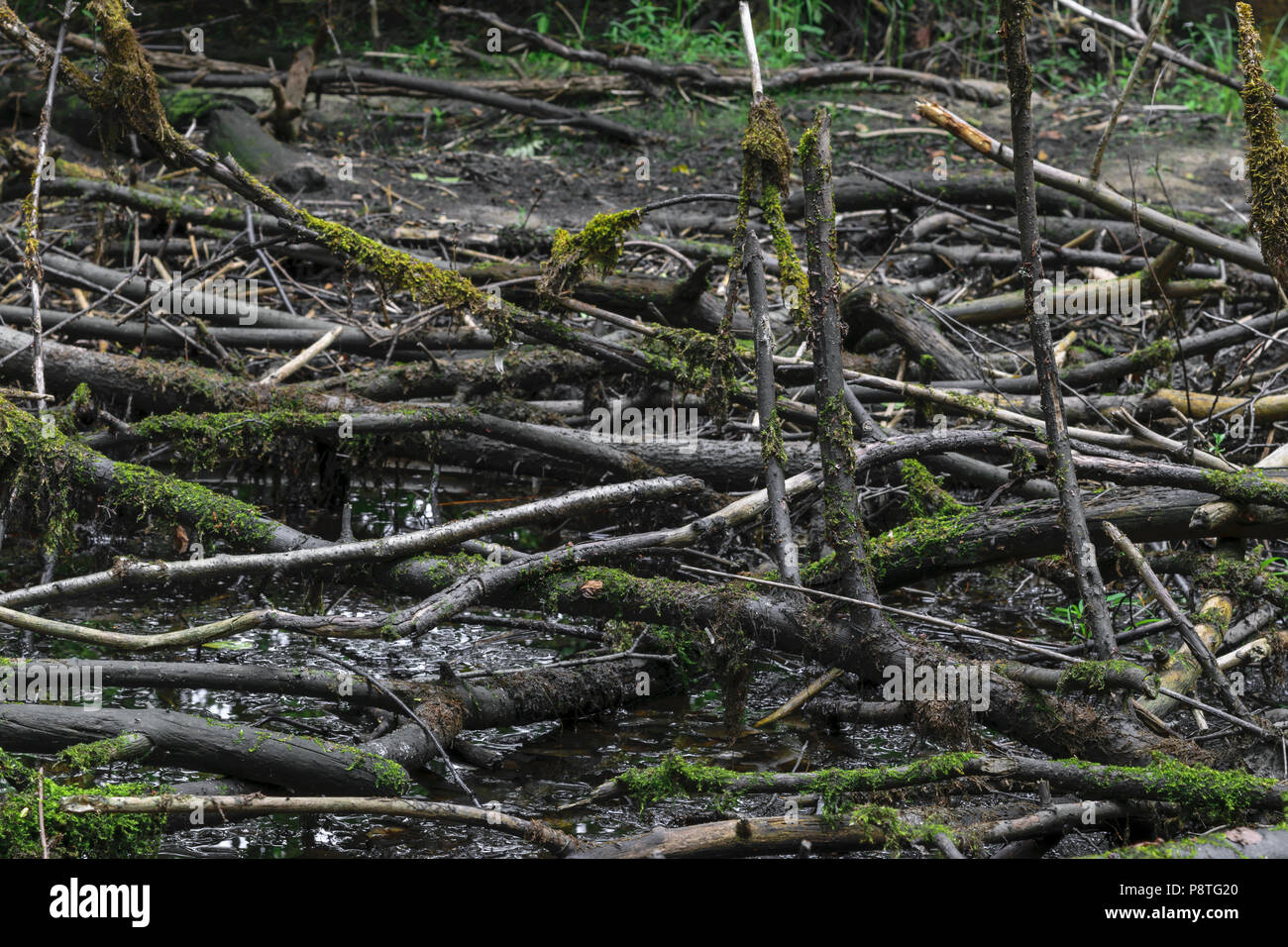 Dried marsh with old black color tree branches with moss lying on the ...