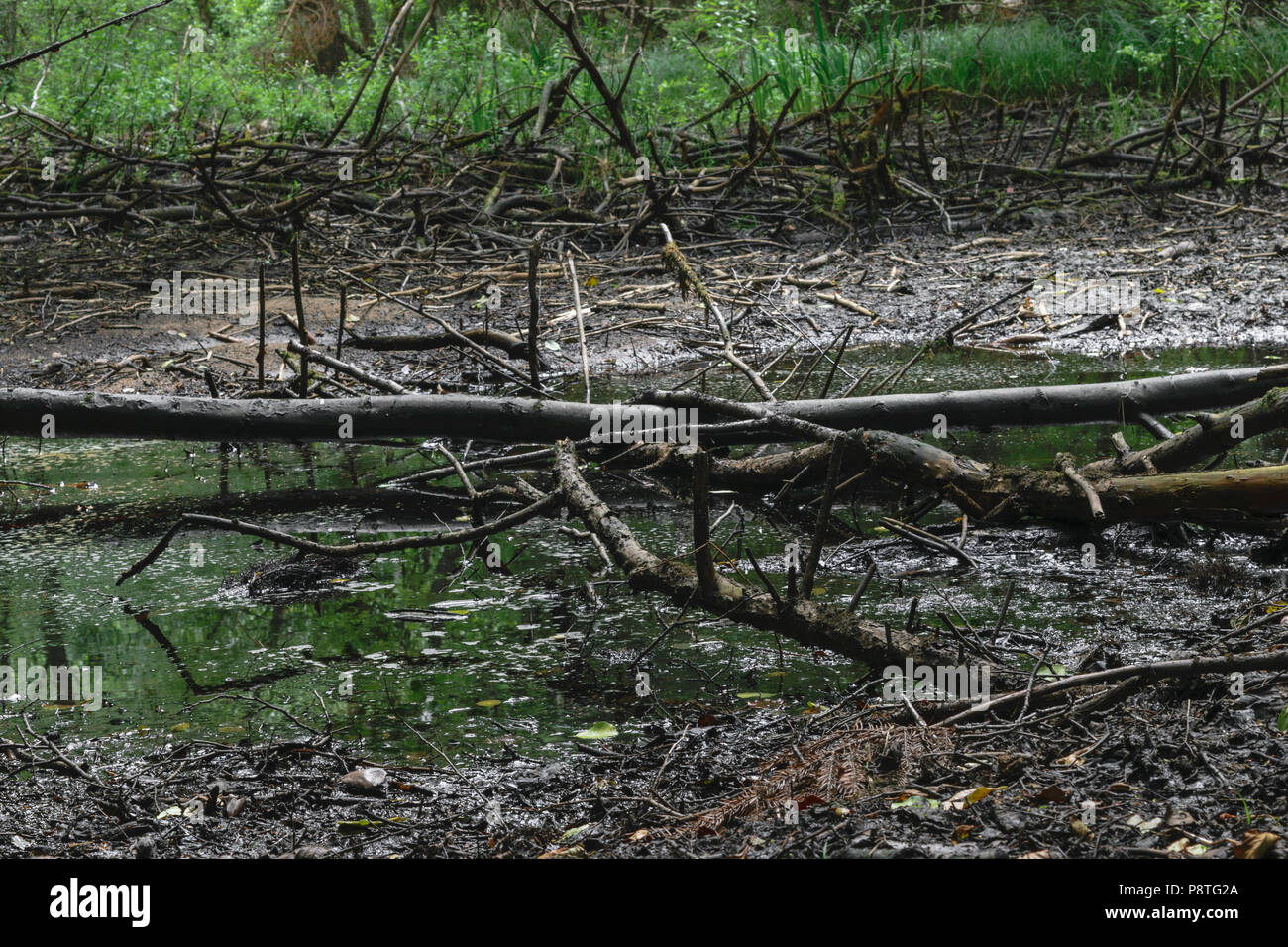 Dried marsh with old black color tree branches with moss lying on the ...