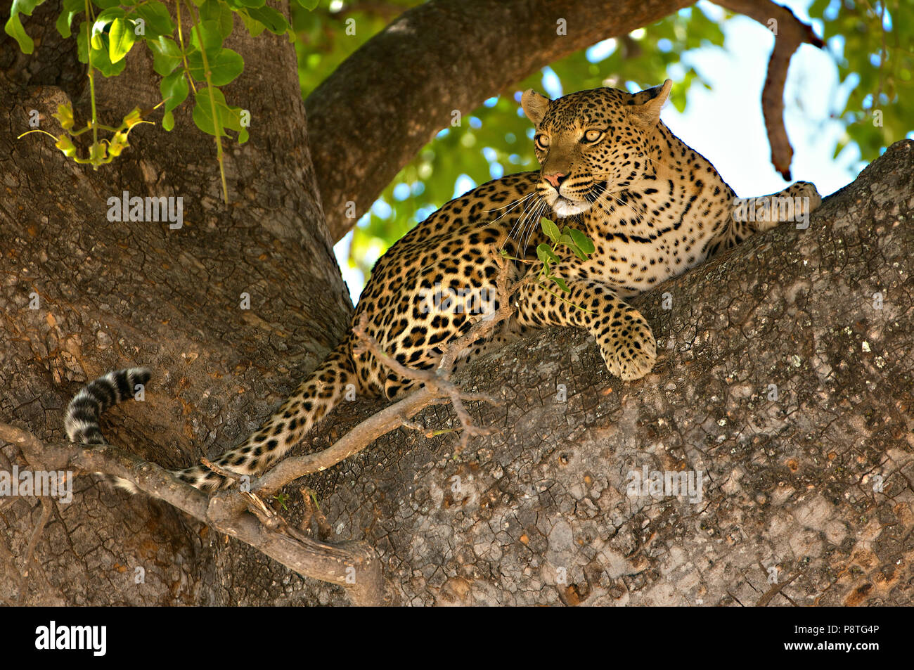 Leopard in fork of tree sighting potential prey Stock Photo - Alamy