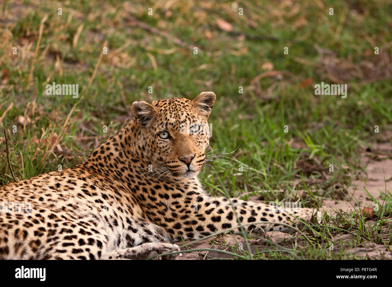 Leopard relaxing in grass looking sideways at camera Stock Photo - Alamy