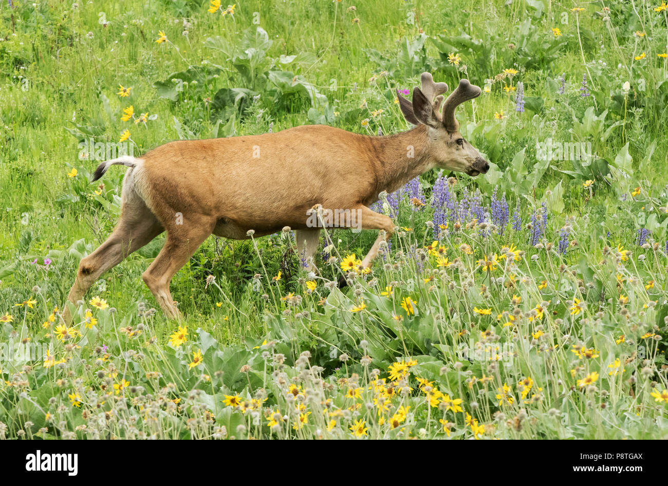 Mule deer, Wildflowers, Summer, National Bison Range, Montana Stock ...