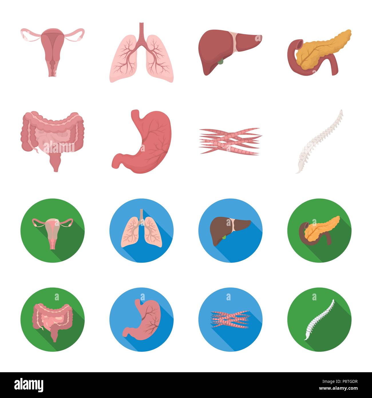 Intestines, stomach, muscles, spine. Organs set collection icons in ...