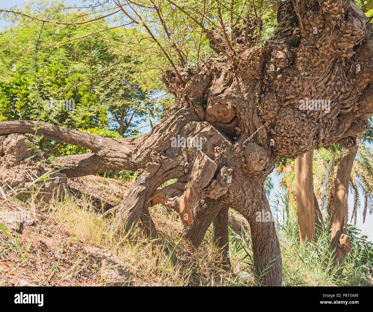 Canopy detail hi-res stock photography and images - Alamy