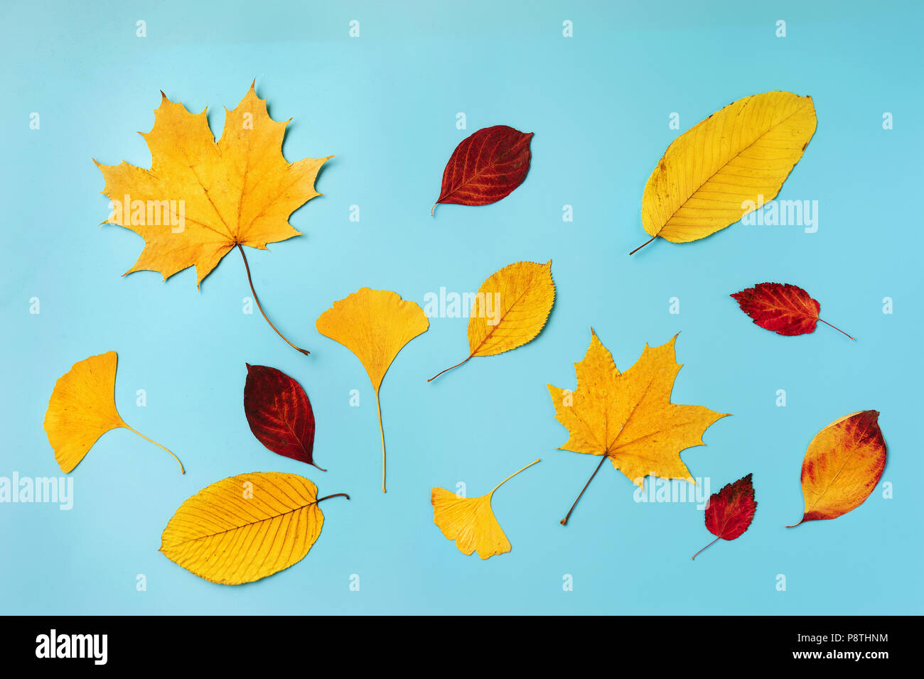 Many autumn leaves hi-res stock photography and images - Alamy
