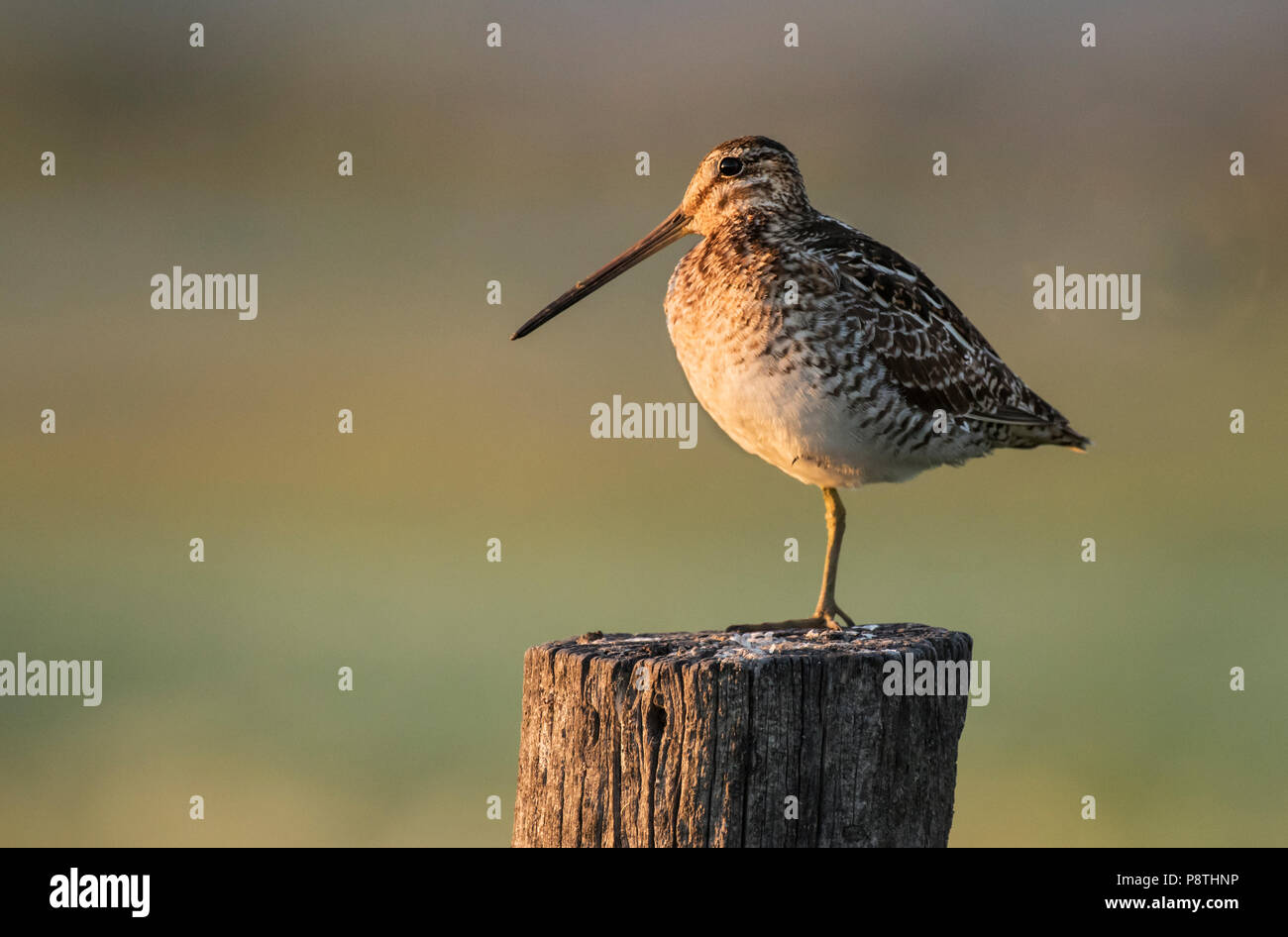 Common Snipe; Ninepipes National Wildlife Refuge; Montana Stock Photo ...