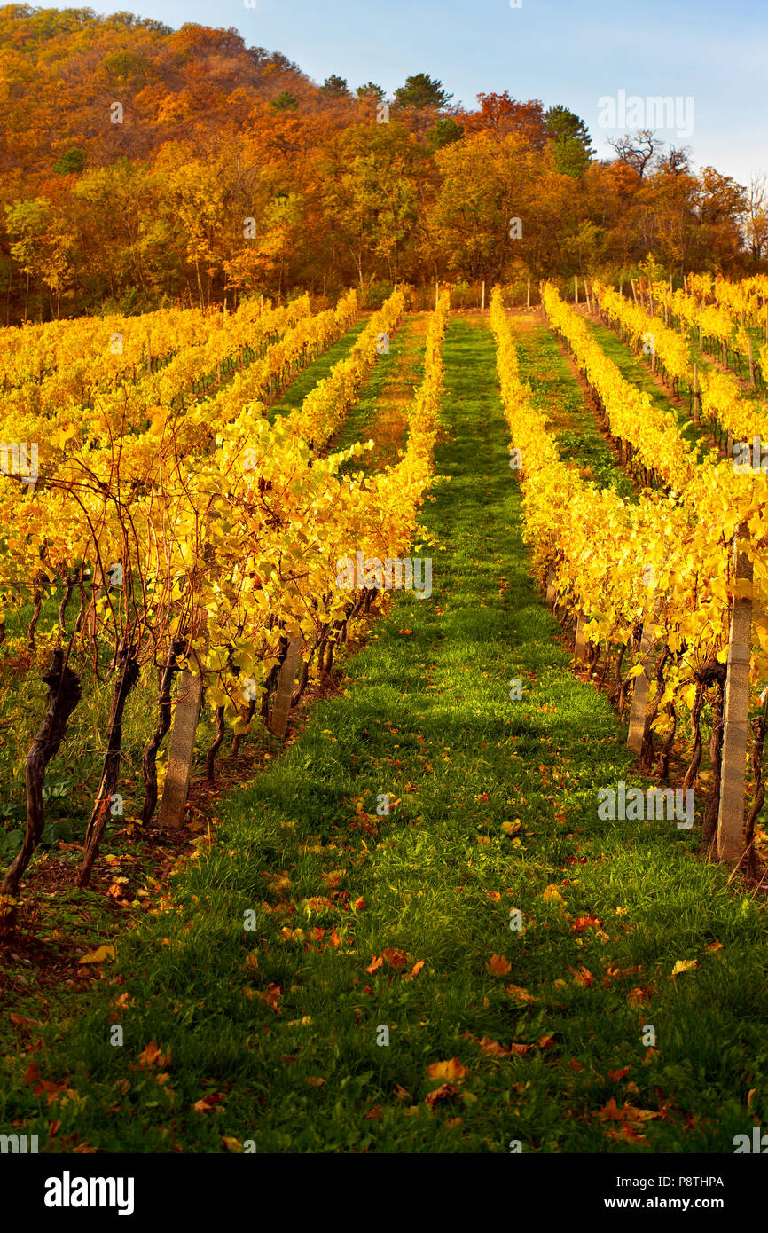 Golden yellow wine grapes hi-res stock photography and images - Alamy