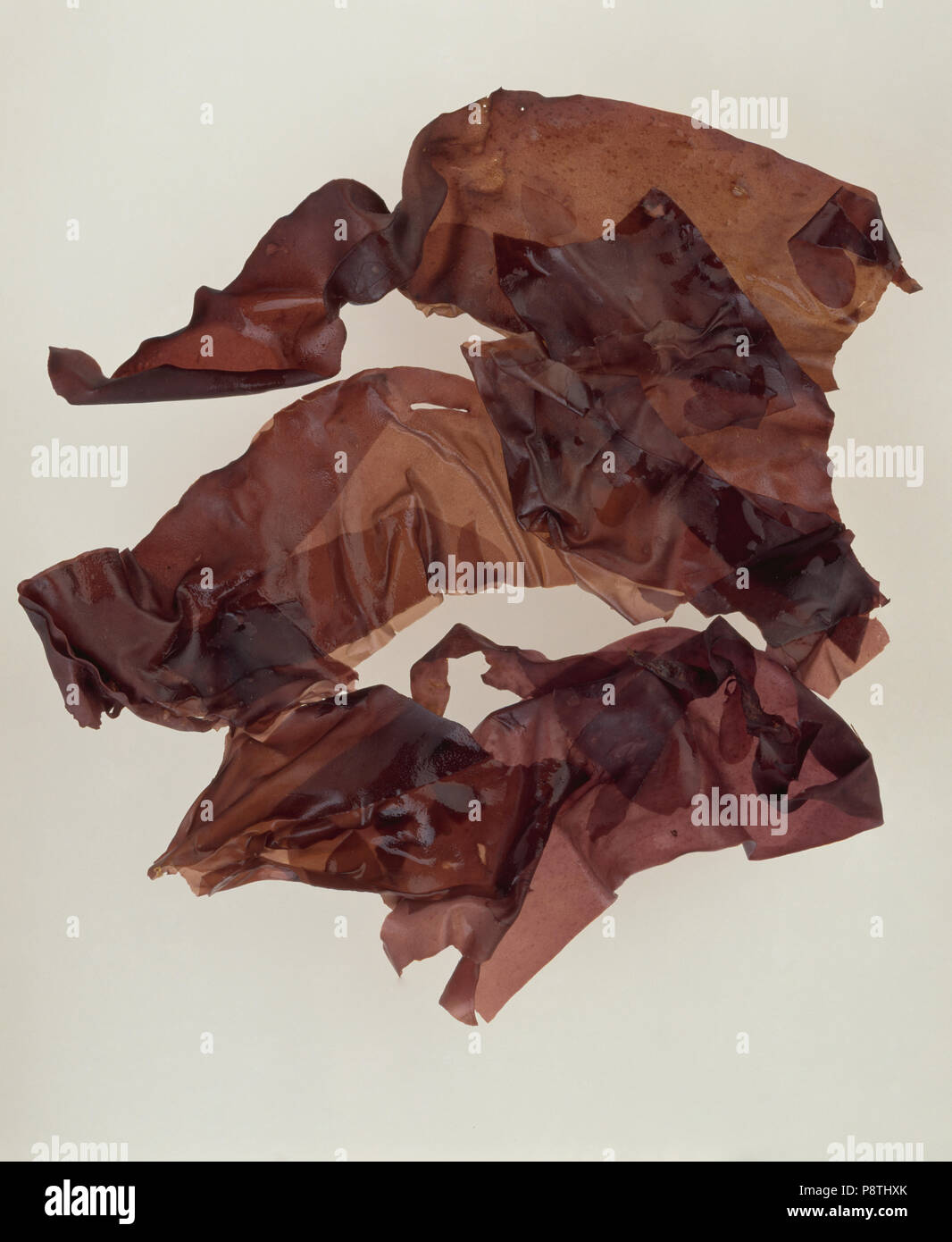 Close-up of Japanese Dulse" seaweed Stock Photo - Alamy
