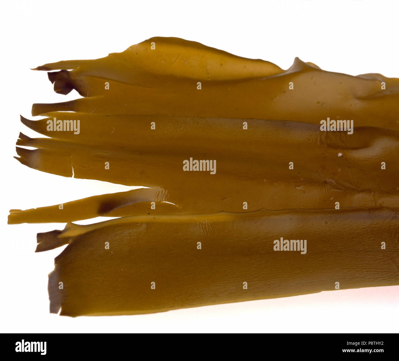 Close-up of Japanese Kombu" seaweed Stock Photo - Alamy