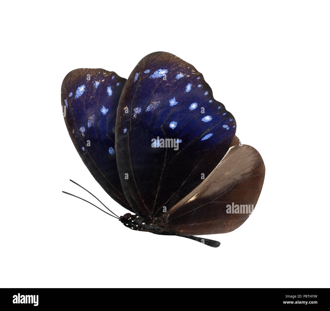 Violet or blue butterfly isolated on white background Stock Photo - Alamy