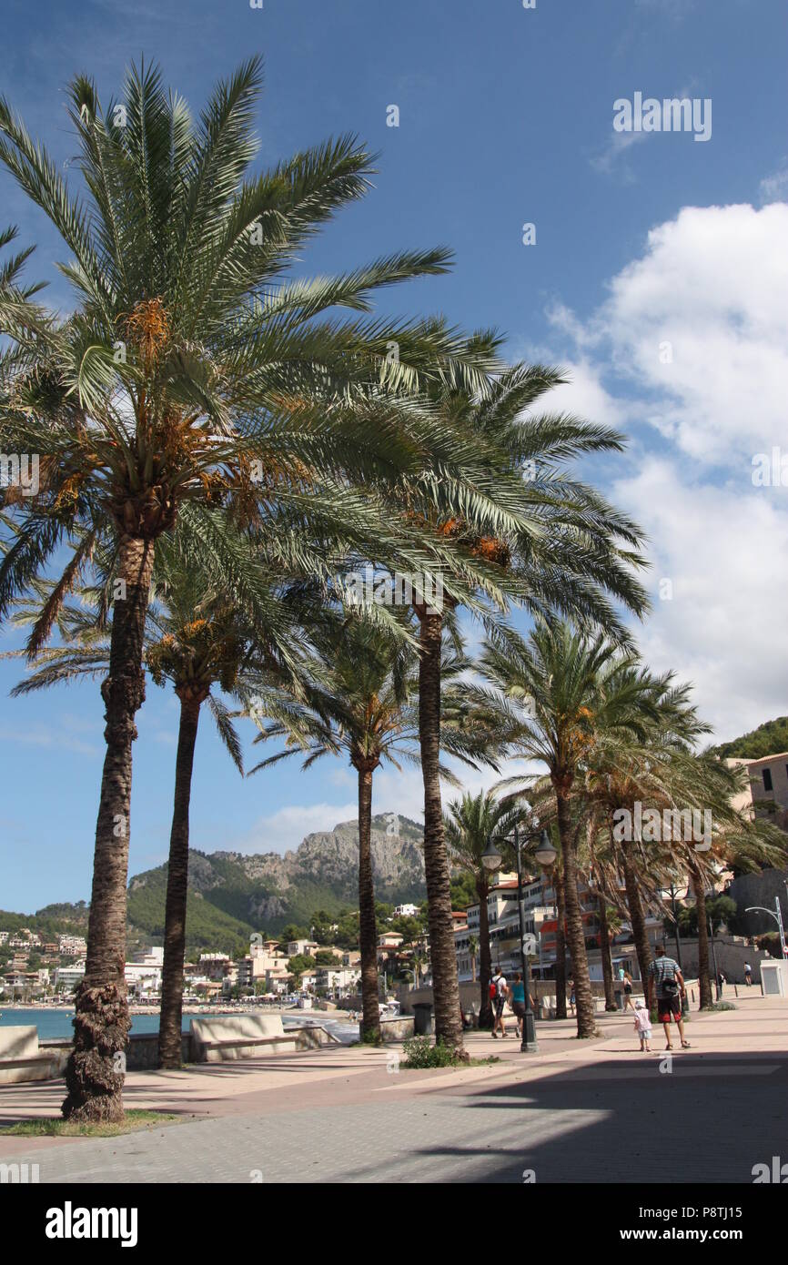 Palm trees along a seafront promenade in Port de Soller Majorca Stock ...