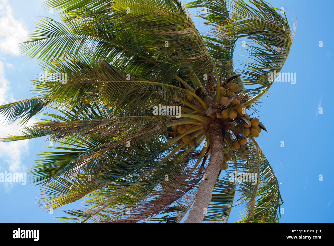Coconut tree Blown by the wind Stock Photo - Alamy