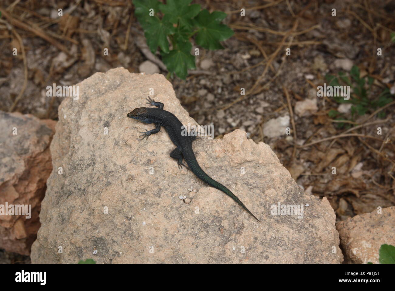 Balearic wall lizard podarcis lilfordi hi-res stock photography and ...