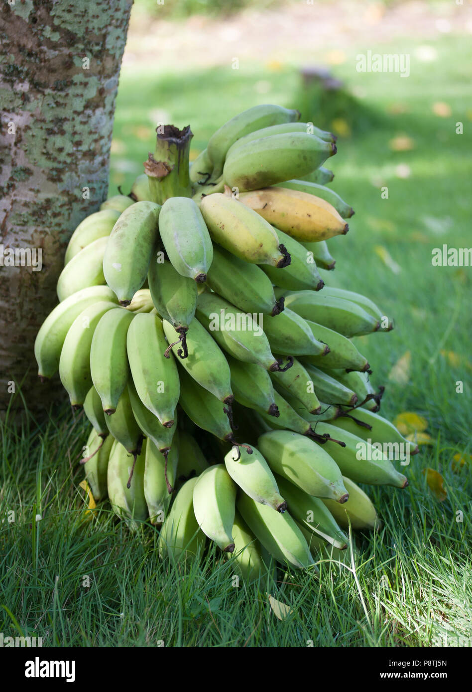 Unripe bananas in jungle close hi-res stock photography and images - Alamy