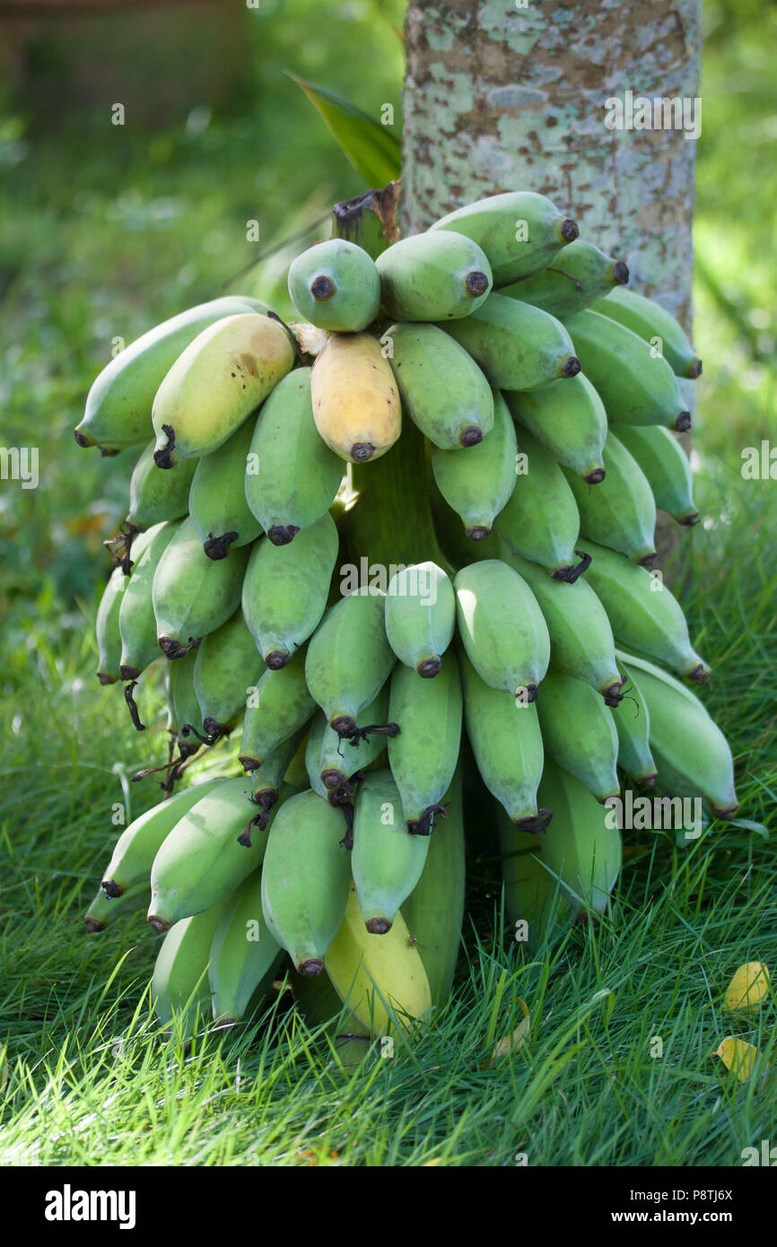 Unripe bananas in jungle close hi-res stock photography and images - Alamy