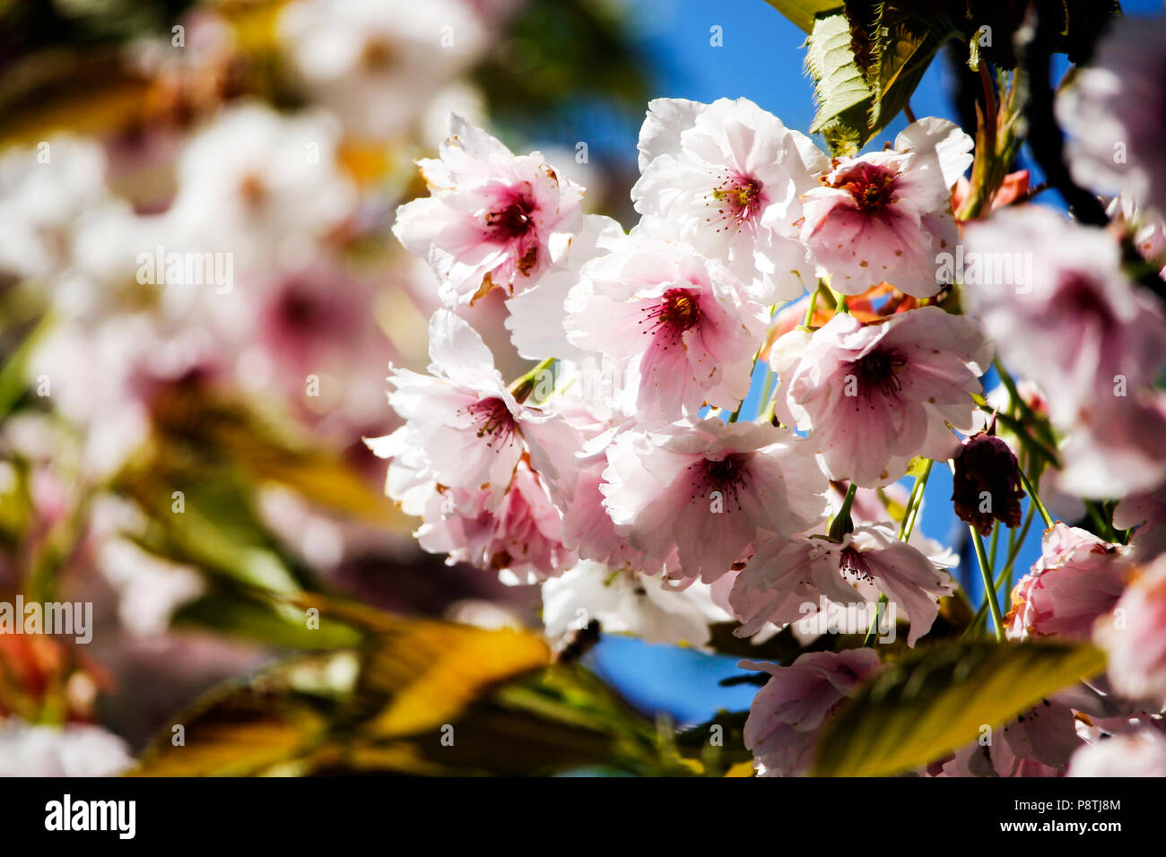 Flowers in Devon Stock Photo - Alamy