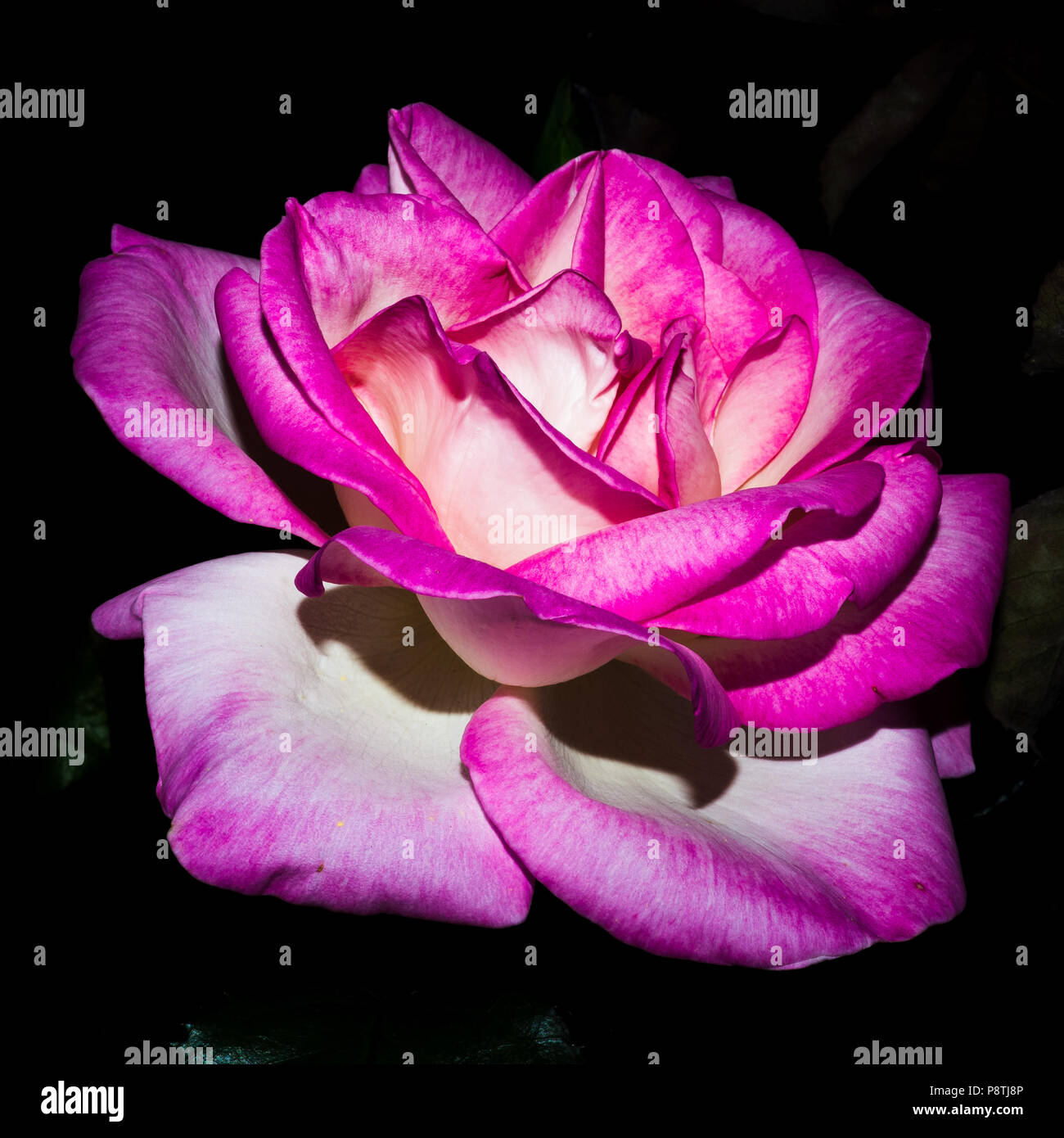 The rose queen of the garden at night Stock Photo - Alamy