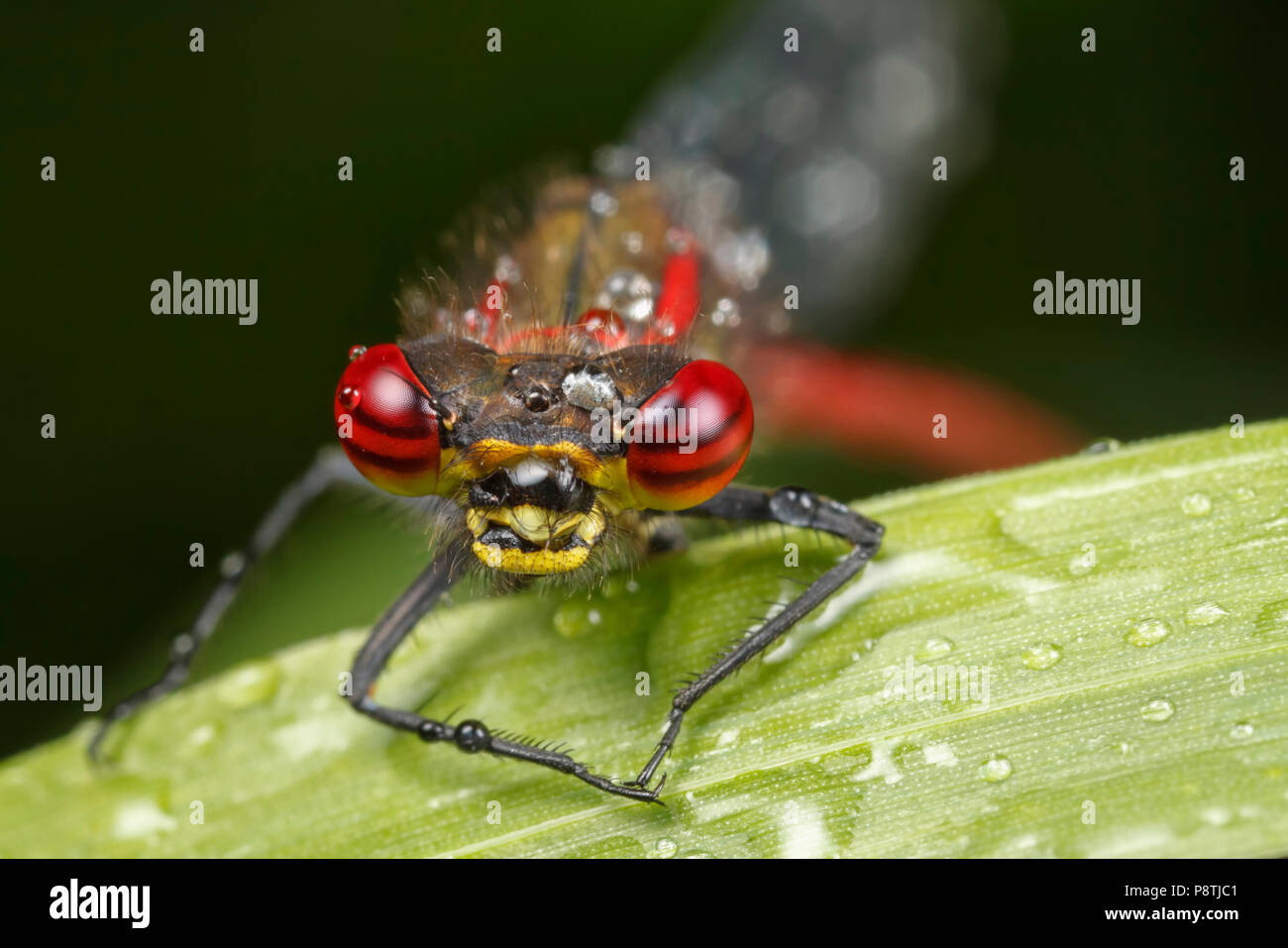Large Red Damselfly leaning face on over a leaf covered in rain water ...