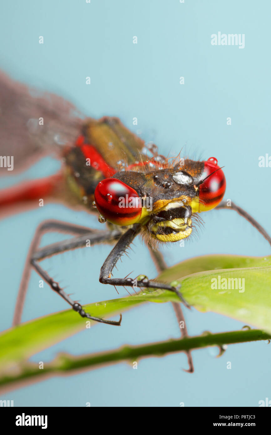Damselfly face hi-res stock photography and images - Alamy