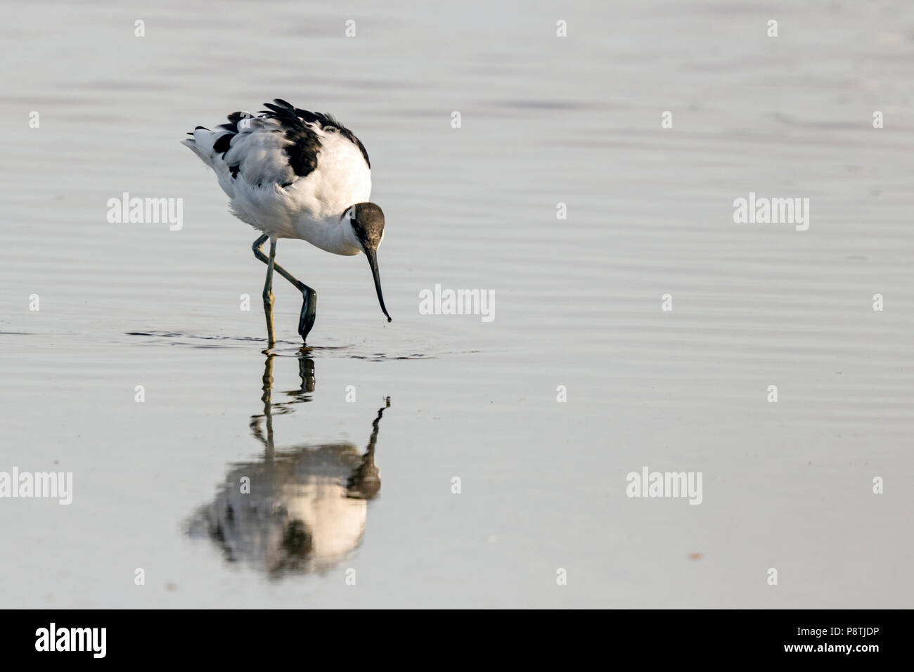 Poole harbour birds hi-res stock photography and images - Alamy