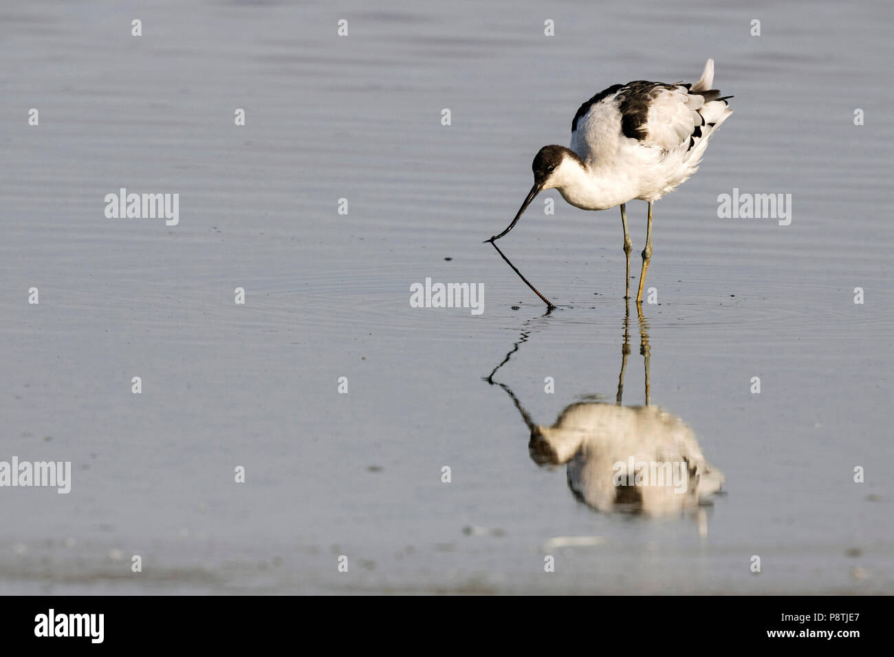 Avocet nature hi-res stock photography and images - Alamy