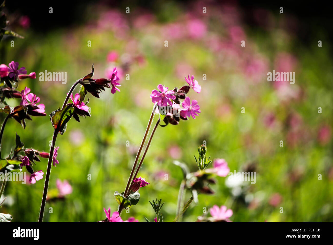 Flowers in Devon Stock Photo - Alamy