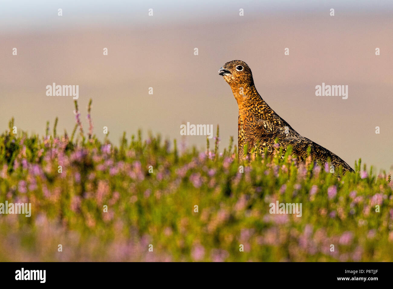 Red Grouse in Heather Stock Photo - Alamy