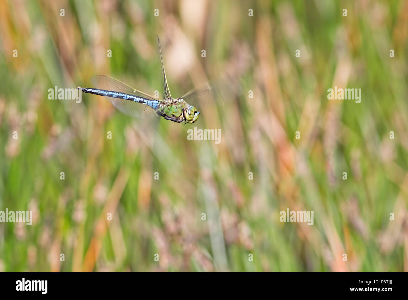 Emperor Dragonfly in flight Stock Photo - Alamy