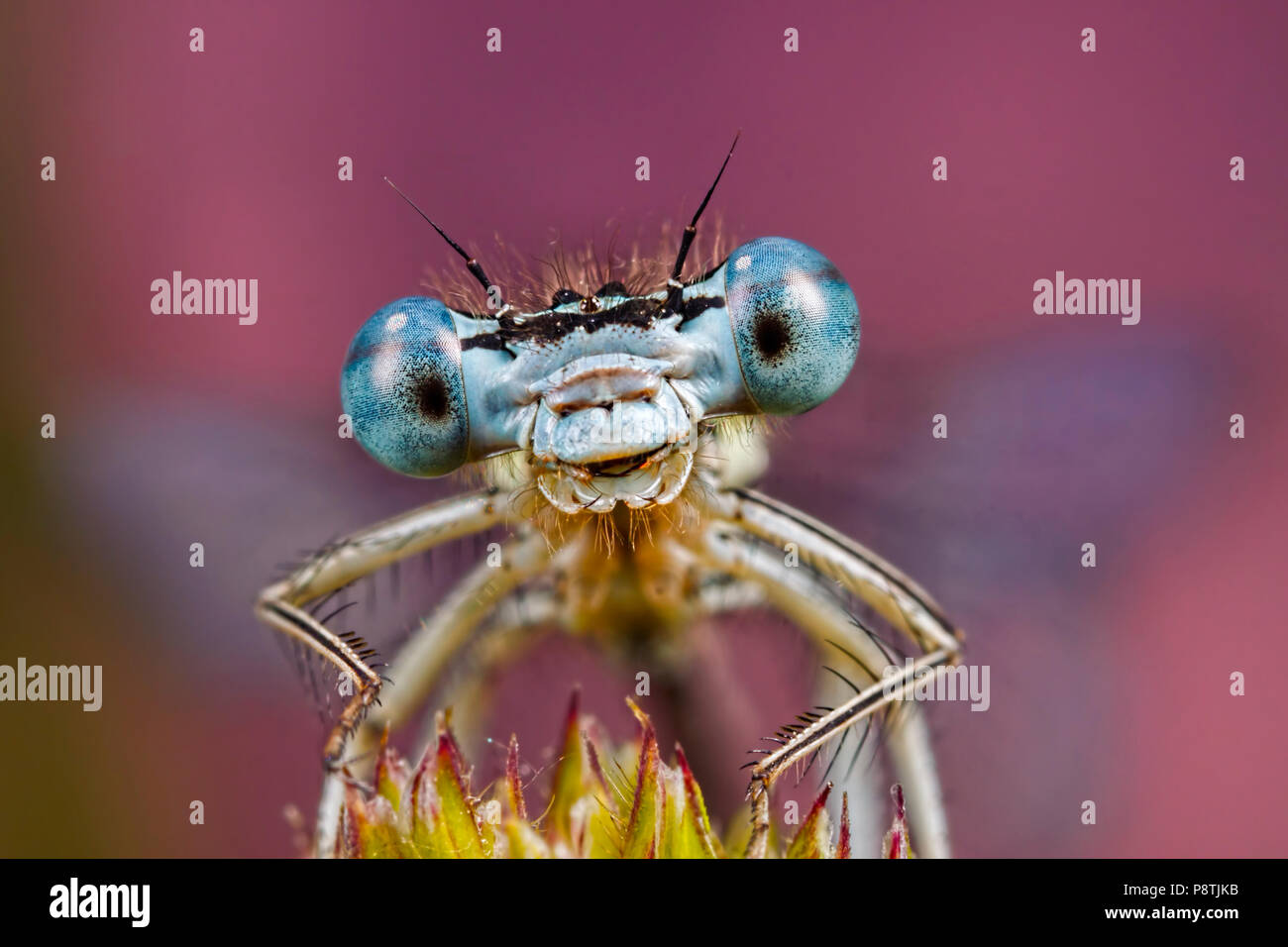 Supertags hi-res stock photography and images - Alamy