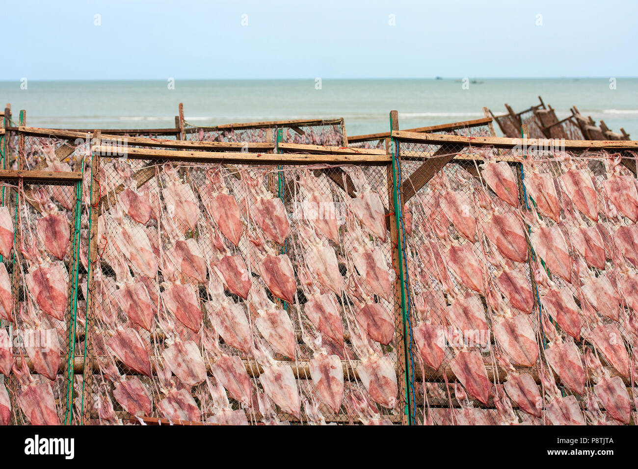 Squids drying in the sun, squid lay on net, Dried Squid Stock Photo - Alamy