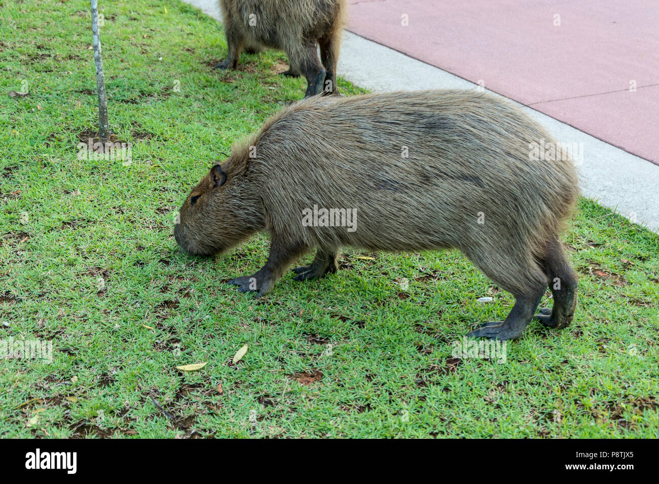 Tropical rodent hi-res stock photography and images - Alamy