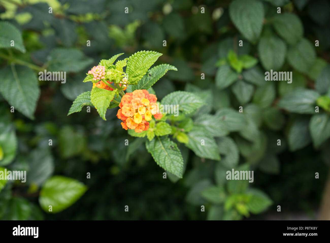 Lantana camara rose flower hi-res stock photography and images - Alamy
