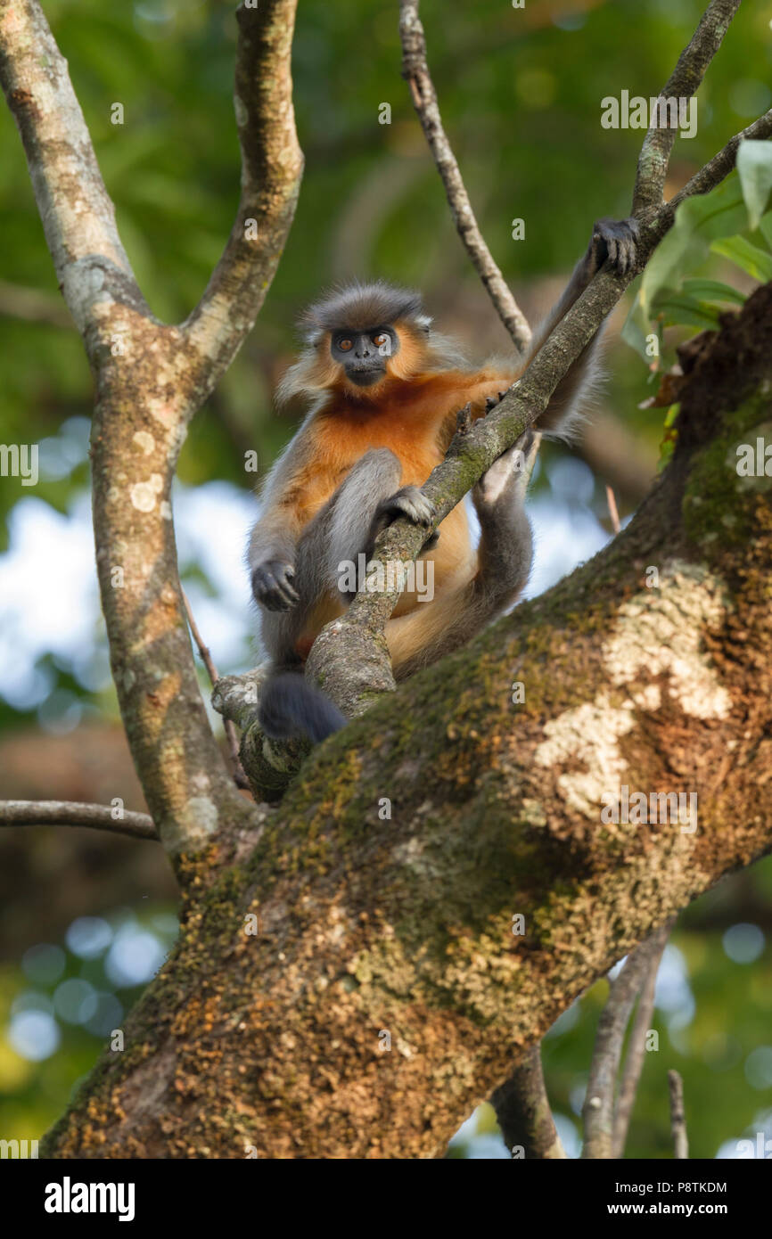 Capped Langur or Trachypithecus pileatus at Nameri national park Assam ...