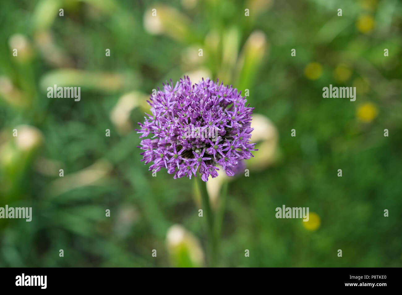purple dandelion on flower field, taraxum officinale Stock Photo - Alamy